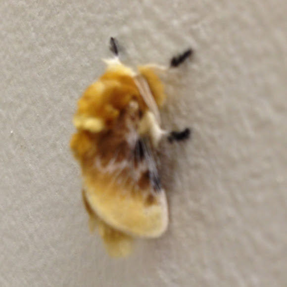 Southern Flannel Moth | Project Noah