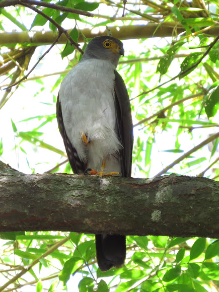 Bicolored Hawk | Project Noah