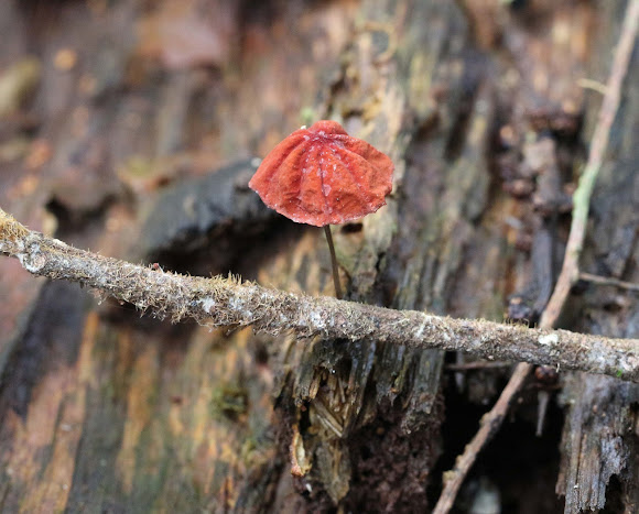 Pinwheel mushroom | Project Noah