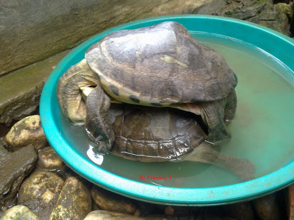 southeast Asian box turtle | Project Noah