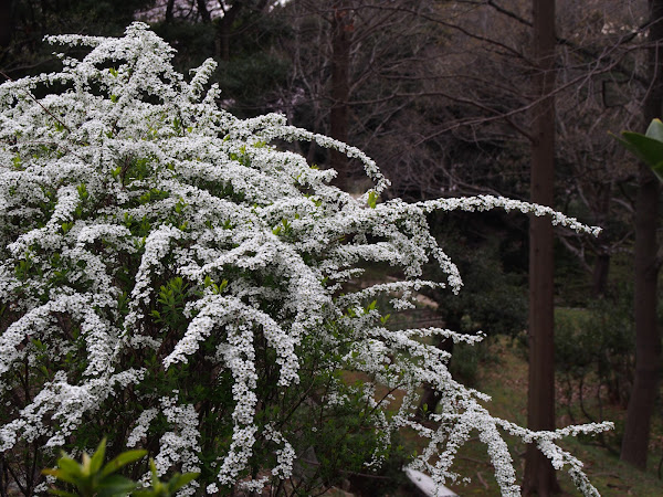 Spiraea thunbergii | Project Noah