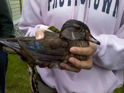 Wood Duck | Project Noah