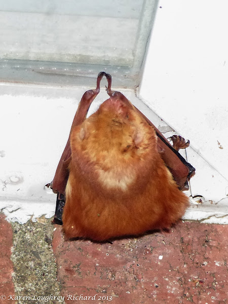 Eastern red bat | Project Noah