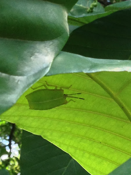 Shield bug | Project Noah