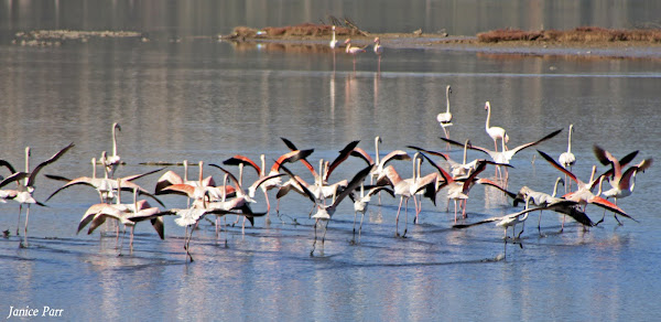 Greater Flamingo | Project Noah