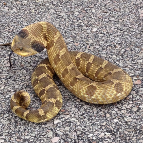 Hognose snake | Project Noah