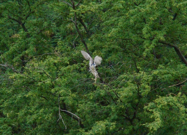 Black-Crowned Night-Heron/ ‘Auku‘u | Project Noah