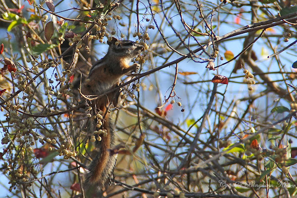 Merriam's Chipmunk | Project Noah