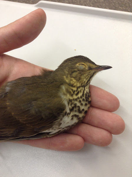 Grey Cheeked Thrush | Project Noah