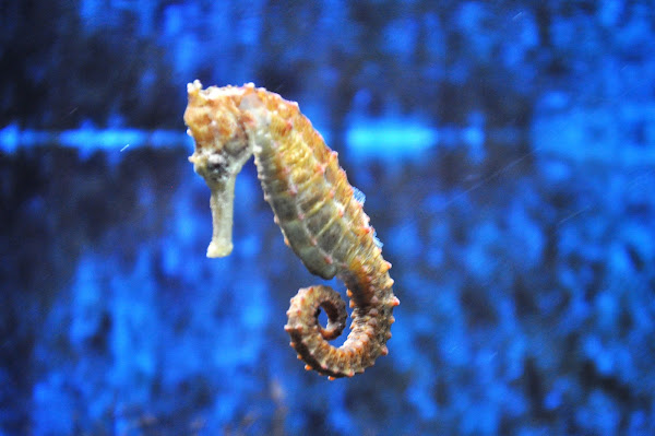 Common Seahorse | Project Noah