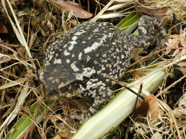 Common toad | Project Noah