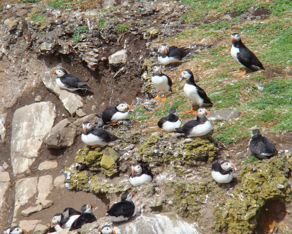 Puffin | Project Noah