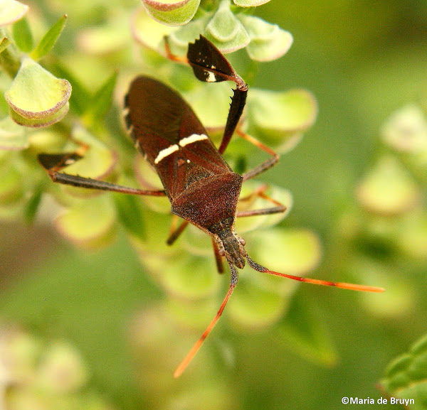 Florida leaf-footed bug | Project Noah
