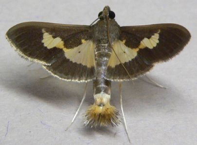 Pickleworm Moth | Project Noah