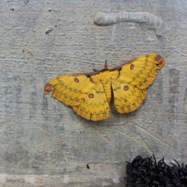 Golden Emperor | Project Noah