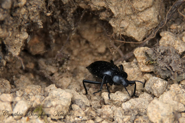 Desert Stink Beetle | Project Noah