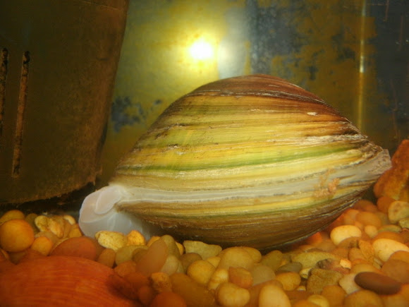 Pink Heelsplitter | Project Noah