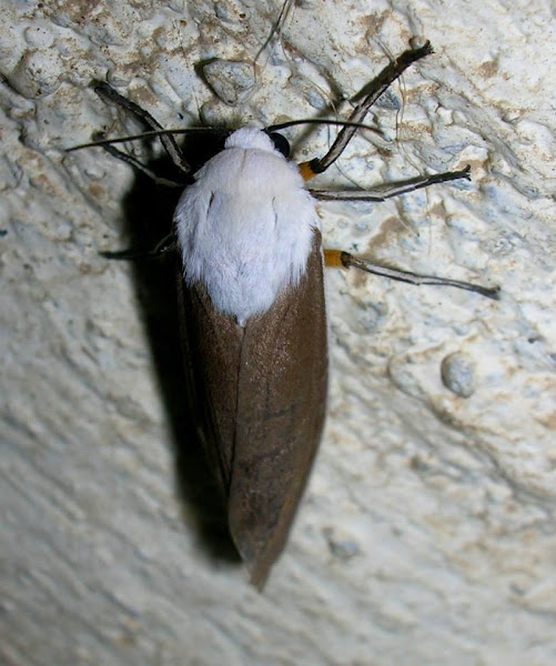 Arctiid Moth | Project Noah