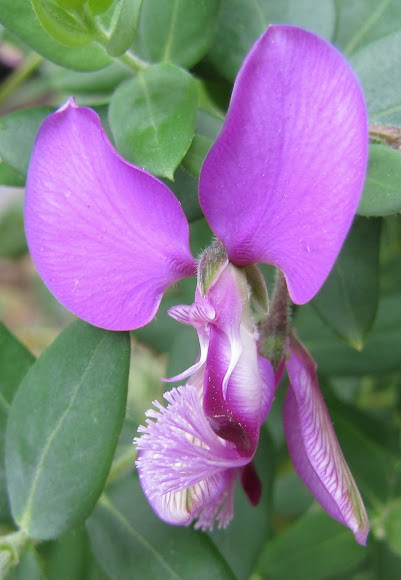 Sweet Pea Bush | Project Noah