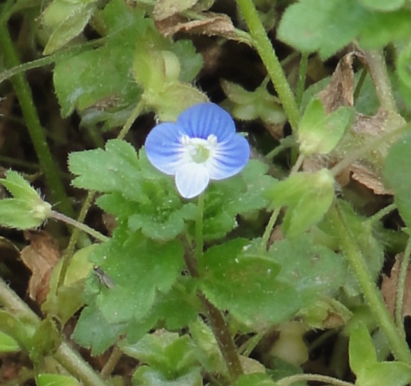 Birdeye Speedwell | Project Noah