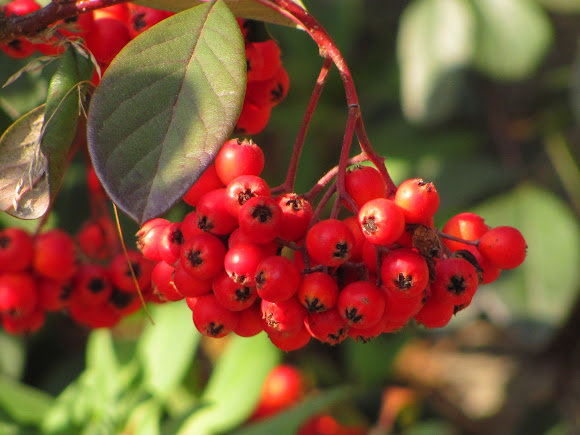 Parney's Cotoneaster | Project Noah