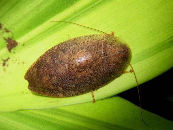 Dried Leaf Cockroach | Project Noah