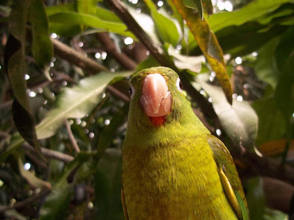 periquito barbinaranja, o periquito de tovi | Project Noah