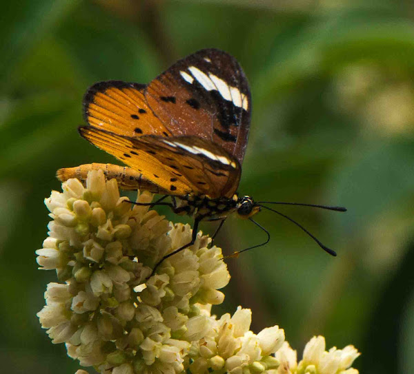 White-barred acraea | Project Noah