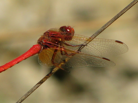 cardinal meadowhawk | Project Noah