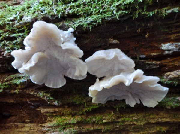 Merulius | Project Noah