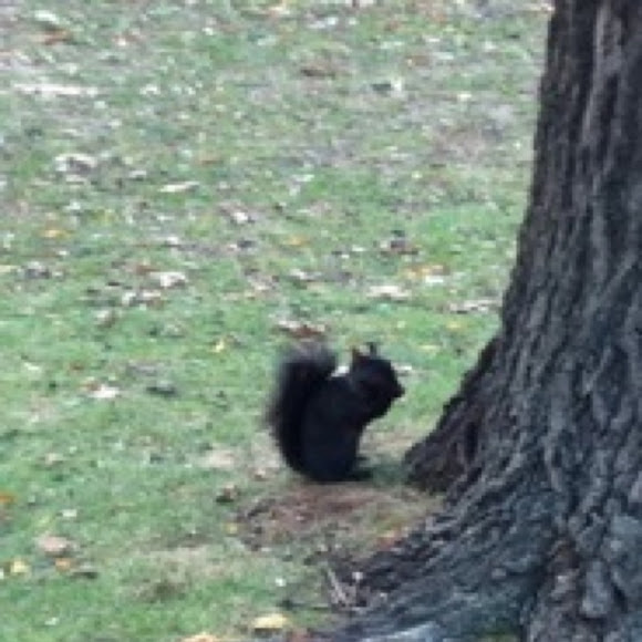 Eastern Gray Squirrel (black) | Project Noah