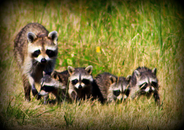 Raccoon (mother and 4 cubs) | Project Noah