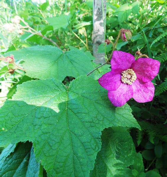 Purple-Flowering Raspberry (Wildflower/shrub) | Project Noah