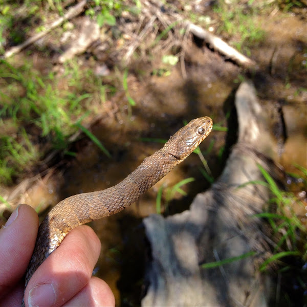 Northern water snake | Project Noah