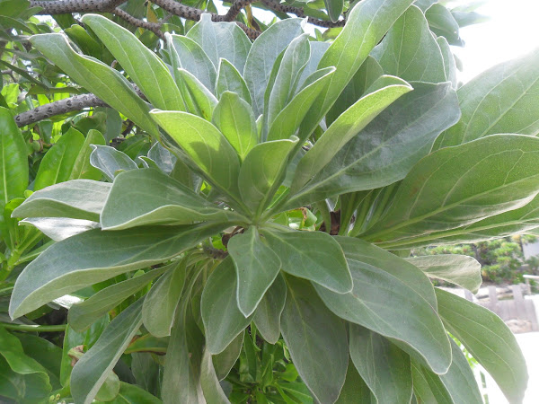 tree heliotrope | Project Noah