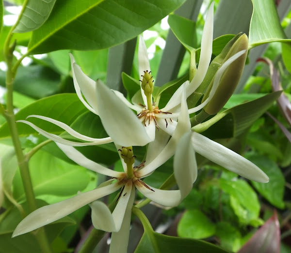 White Chempaka | Project Noah