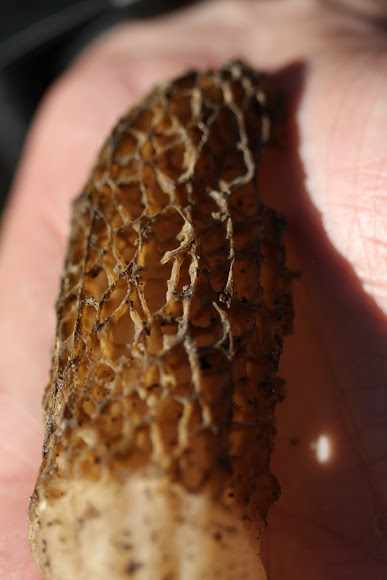 Black Morel | Project Noah