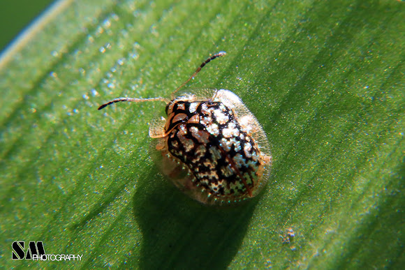 Tortoise beetle | Project Noah