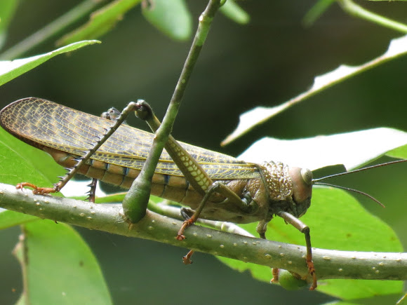 Giant red-winged grasshopper | Project Noah