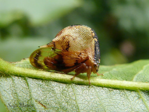 Treehopper | Project Noah