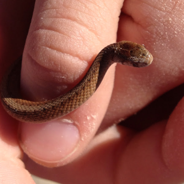 Unidentified Storeria species | Project Noah