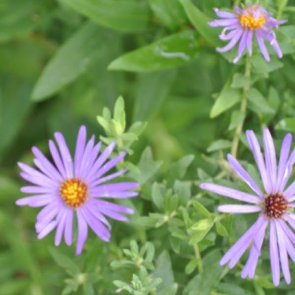 Aster | Project Noah