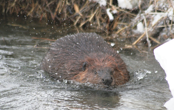 Beaver | Project Noah