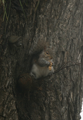Grey Squirrel(?) | Project Noah
