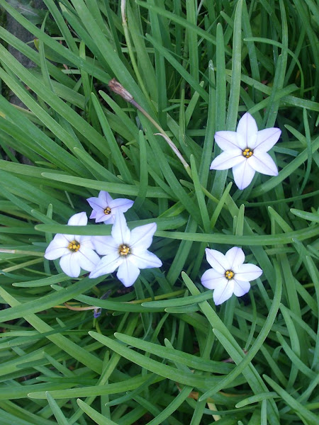 Spring starflower (Τριτέλεια) | Project Noah