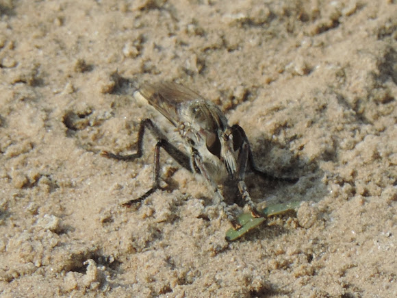 Giant Robber Fly | Project Noah