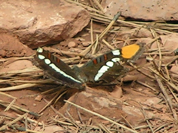 Arizona sister | Project Noah