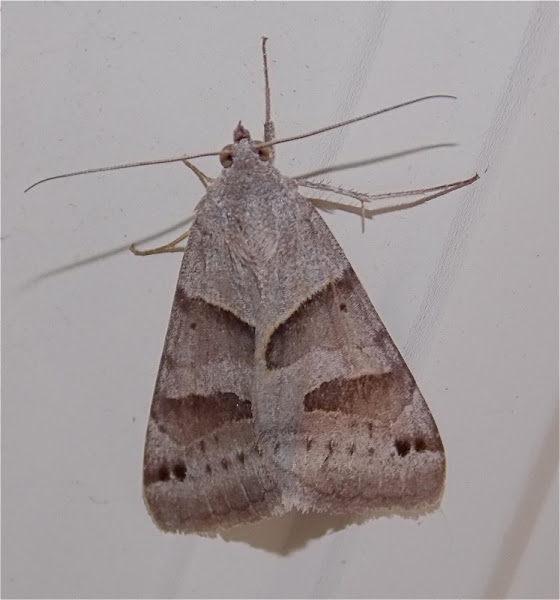 Forage Looper | Project Noah