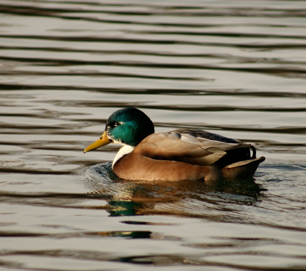 Pomeranian Duck | Project Noah