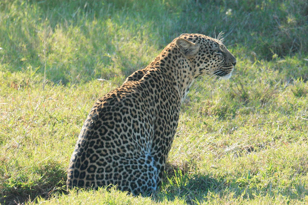 Leopard | Project Noah